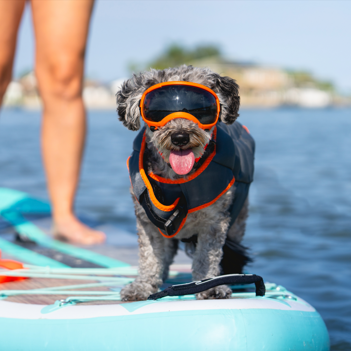 SUP Pups: Tips for Stand Up Paddle Boarding with Your Dog – Rex Specs