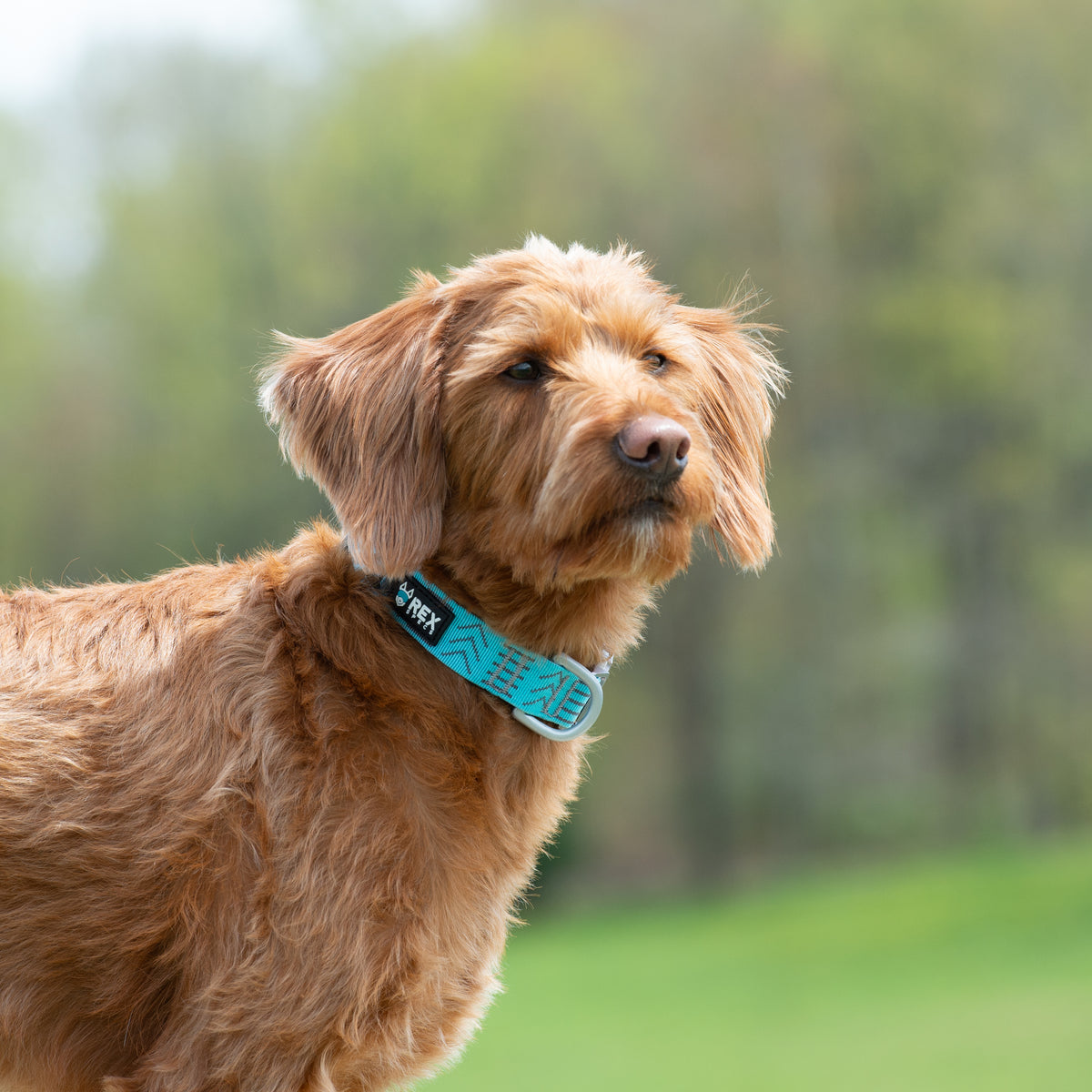 Hearing Loss In Dogs: Understanding Canine Deafness – Rex Specs