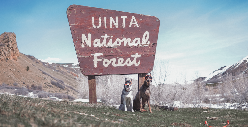 Exploring Dogs in National Forests - Rex Specs