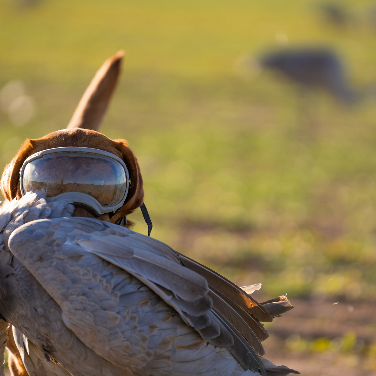 Meet Dirty Texas Outfitters and Their Team of Hunting Dogs – Rex Specs