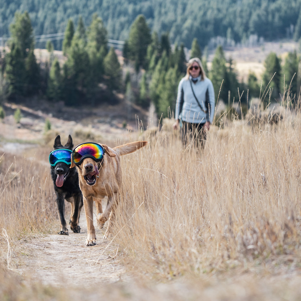 Meet Angelica and Her Certified SAR Dogs – Rex Specs