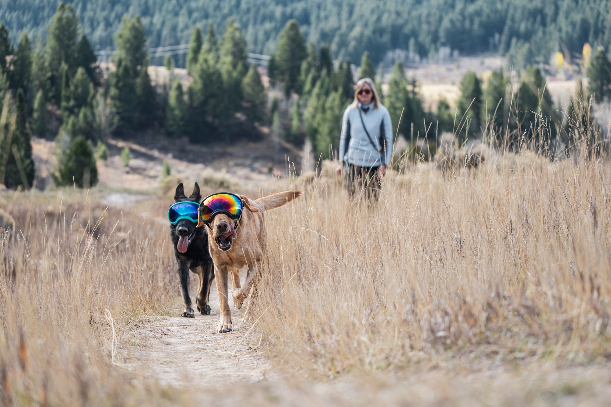 Meet Angelica and Her Certified SAR Dogs – Rex Specs