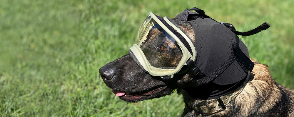 NIHL - Why Your Dog Needs Hearing Protection – Rex Specs