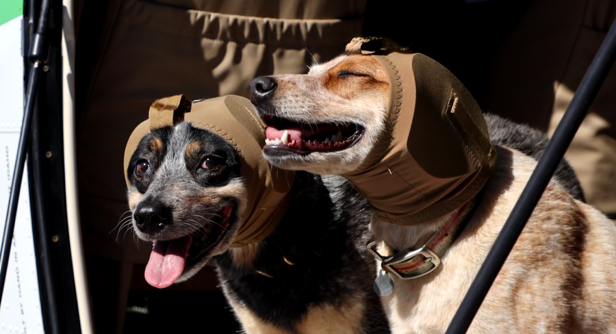 Rex Specs - Dog Goggles for the Active Dog