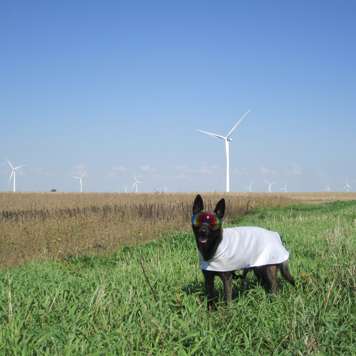 Team Bat Dogs: Saving Threatened Species – Rex Specs