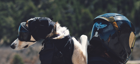 A Guide to SUP with Your Dog – Rex Specs