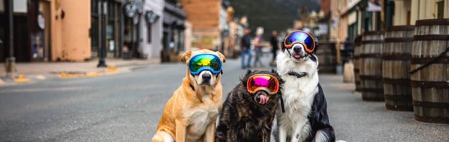 Rex Specs - Dog Goggles for the Active Dog