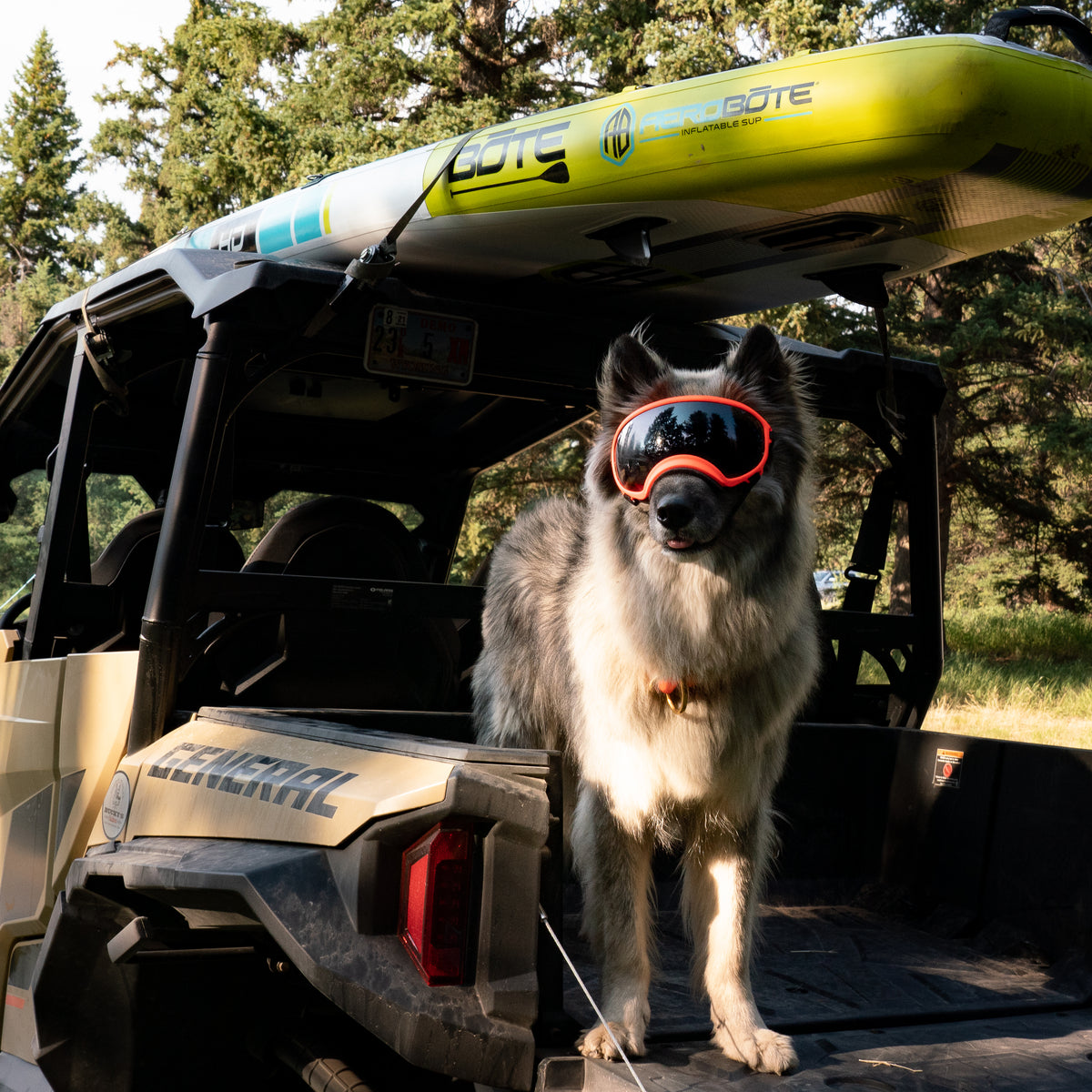 6 Pro Tips - Off Roading With Your Dog in an SXS – Rex Specs
