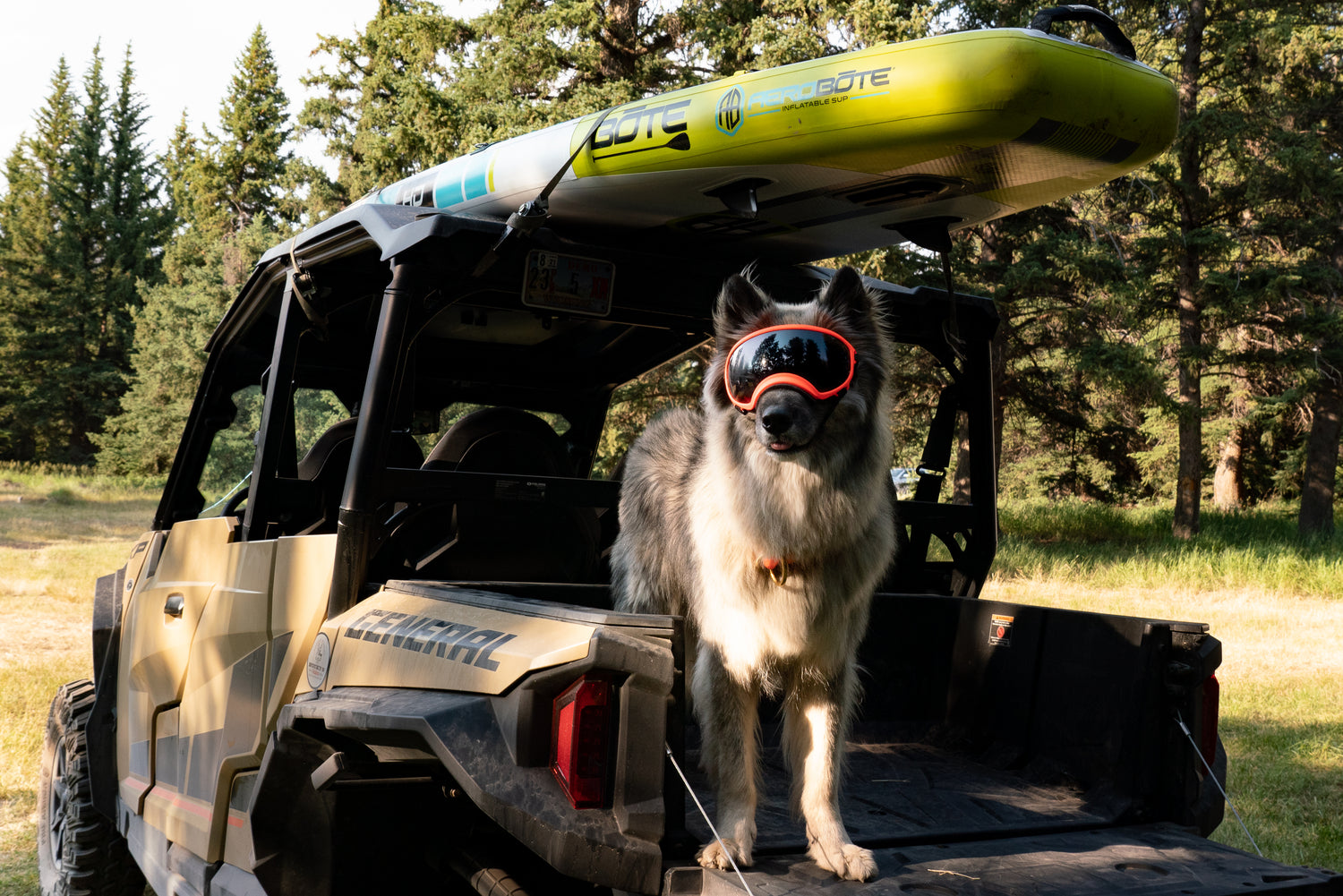6 Pro Tips - Off Roading With Your Dog in an SXS – Rex Specs