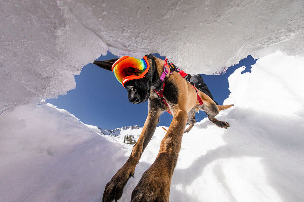 Training Palisades Tahoe Newest Avalanche Dog – Rex Specs