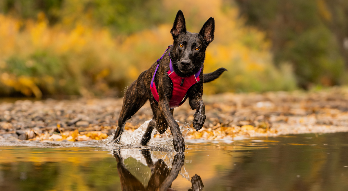 Built for the Long Haul: Meet the Trailhead Harness – Rex Specs