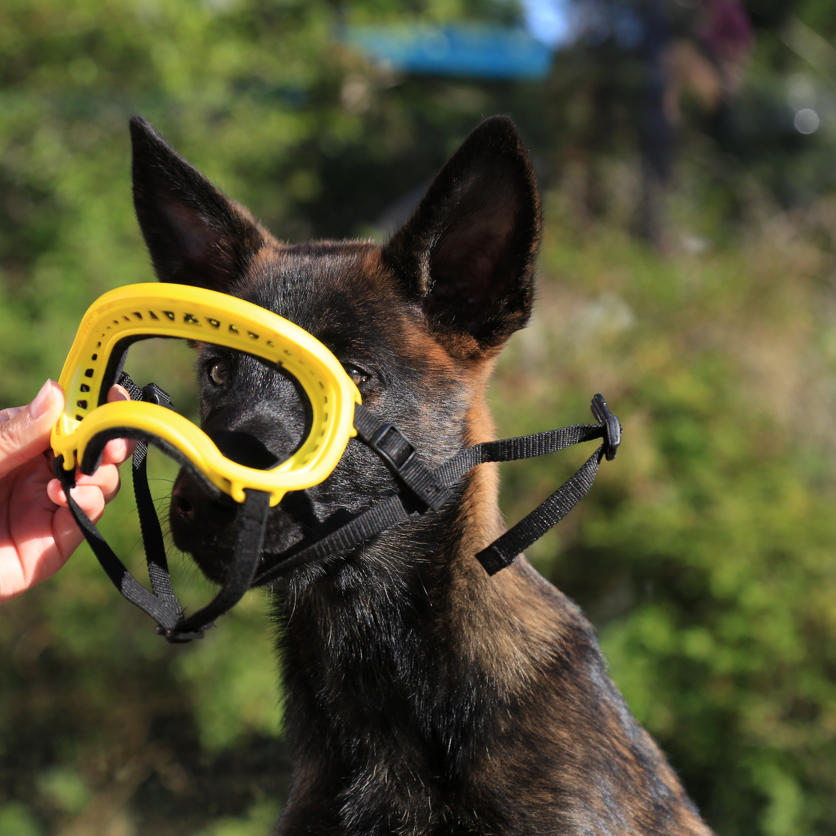 Eyes on the Prize: Training Your Dog to Love their Rex Specs Goggles
