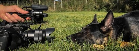 Rex Specs - Dog Goggles for the Active Dog