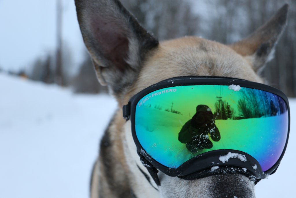 Project K9 Hero - Police and Military Dogs – Rex Specs