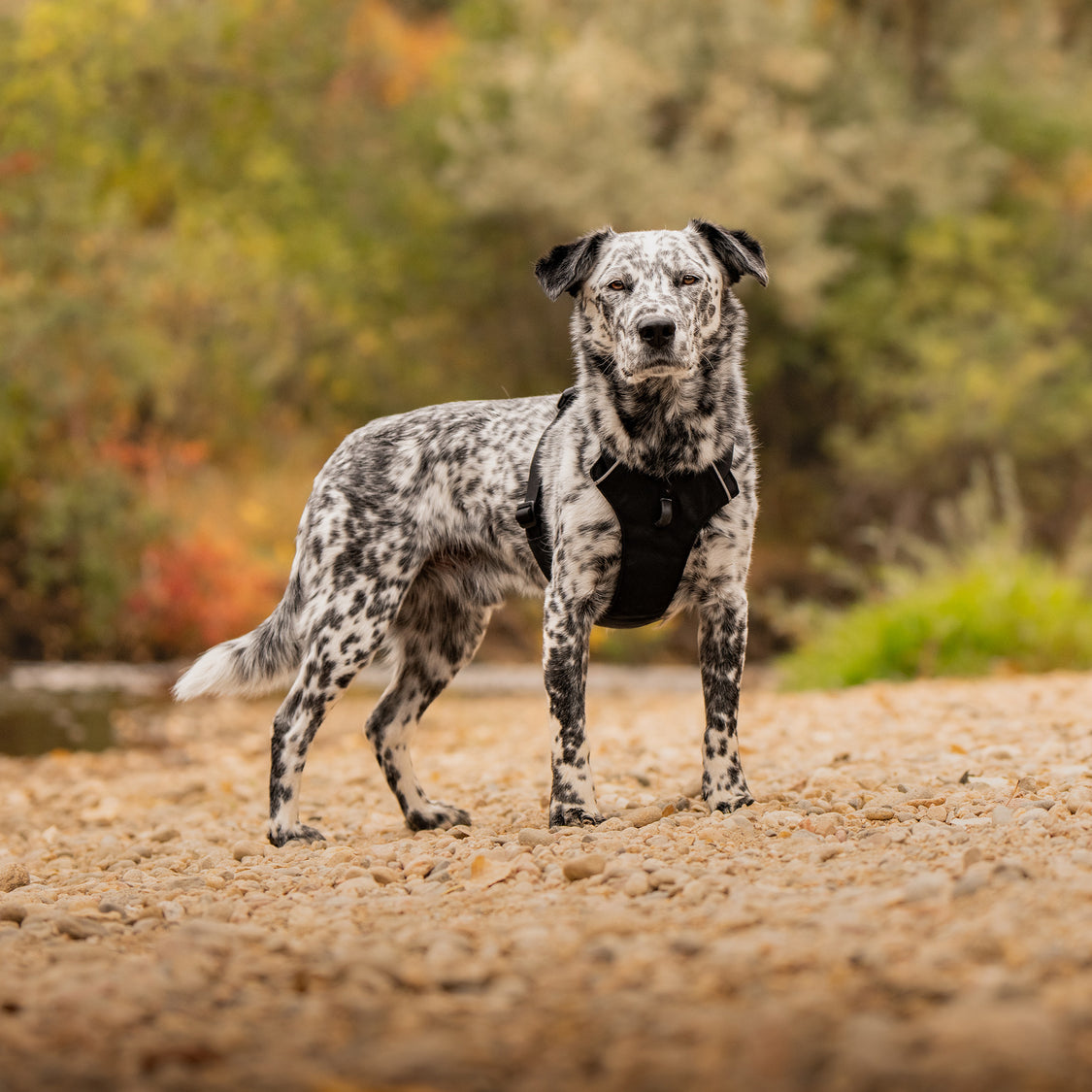 Buy Dog Trailhead Harness Online | Rex Specs