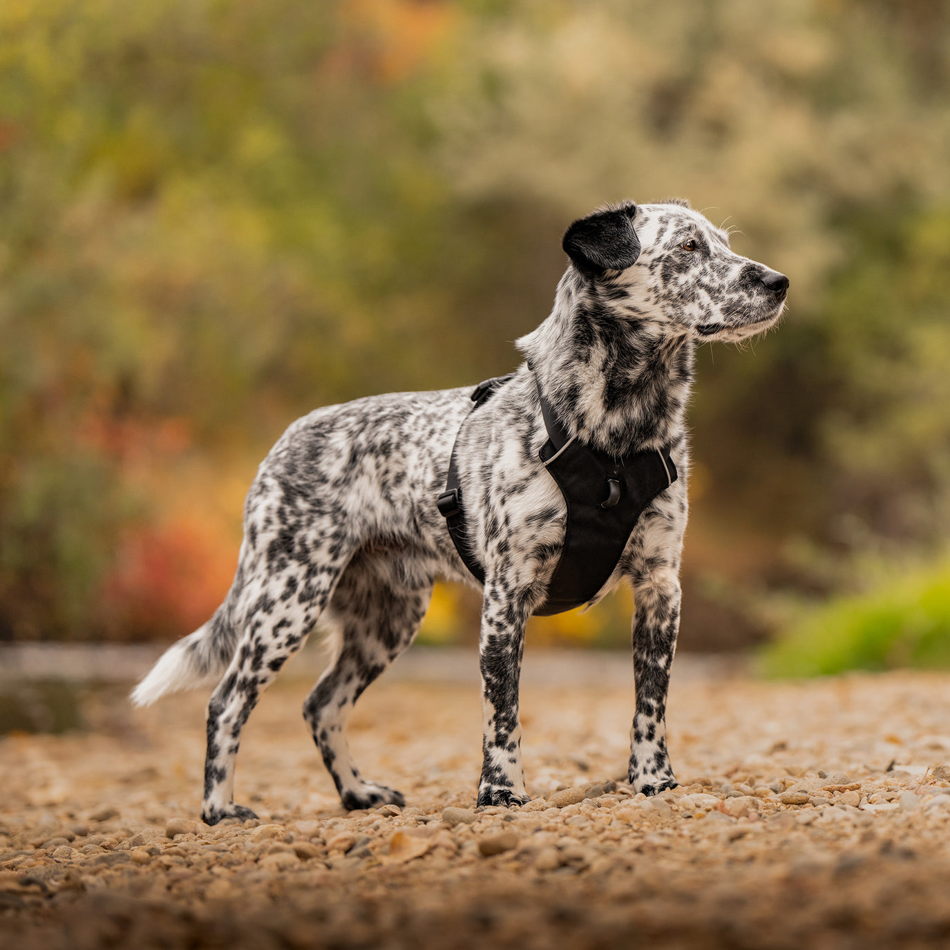 Buy Dog Trailhead Harness Online | Rex Specs