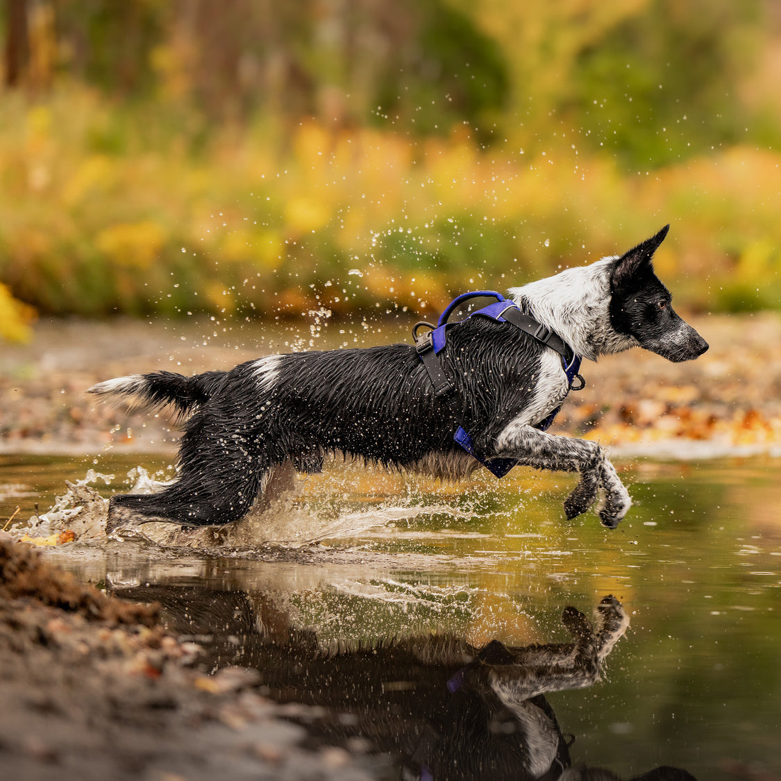 Buy Dog Trailhead Harness Online | Rex Specs