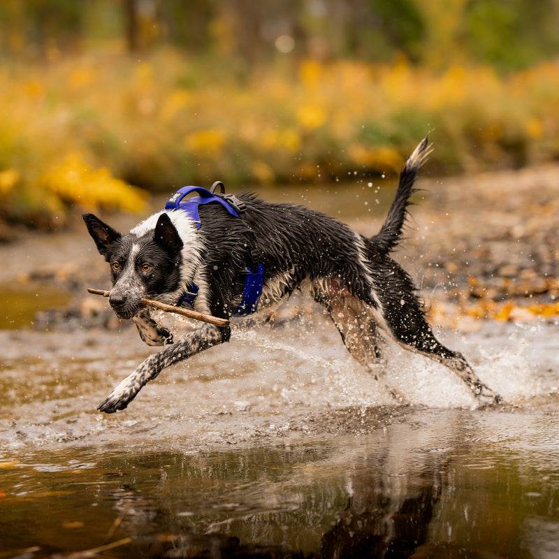 Buy Dog Trailhead Harness Online | Rex Specs
