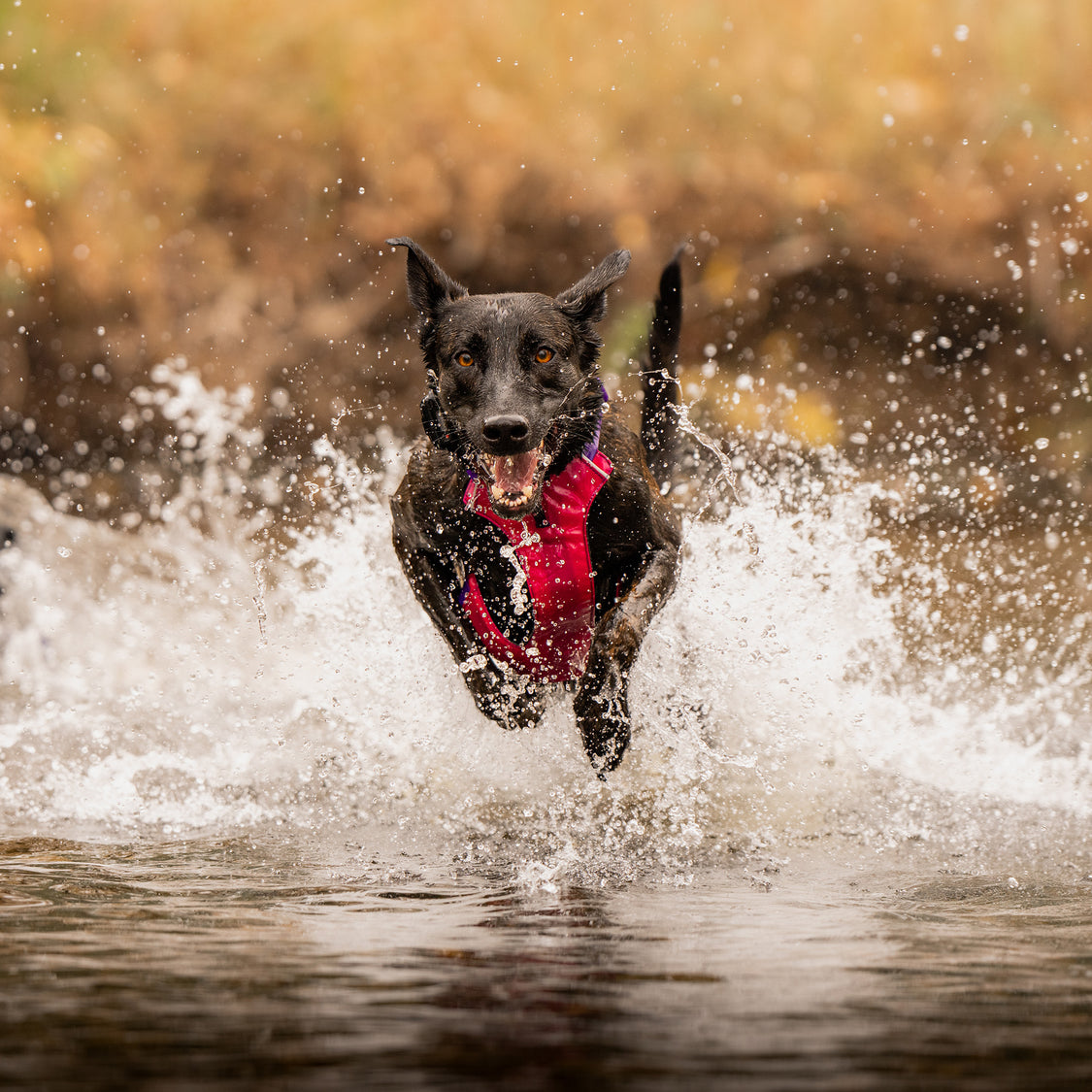 Buy Dog Trailhead Harness Online | Rex Specs