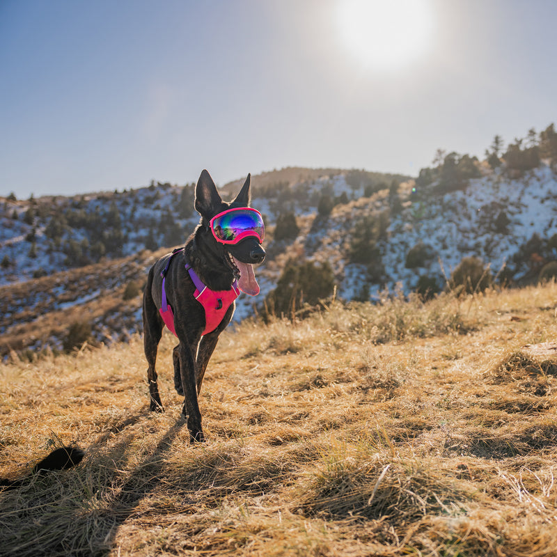 Buy Dog Trailhead Harness Online | Rex Specs