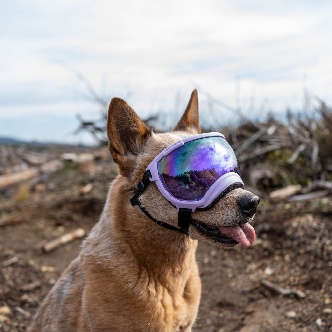 Dog Eyewear | Dog Goggles Eye Protection | Rex Specs