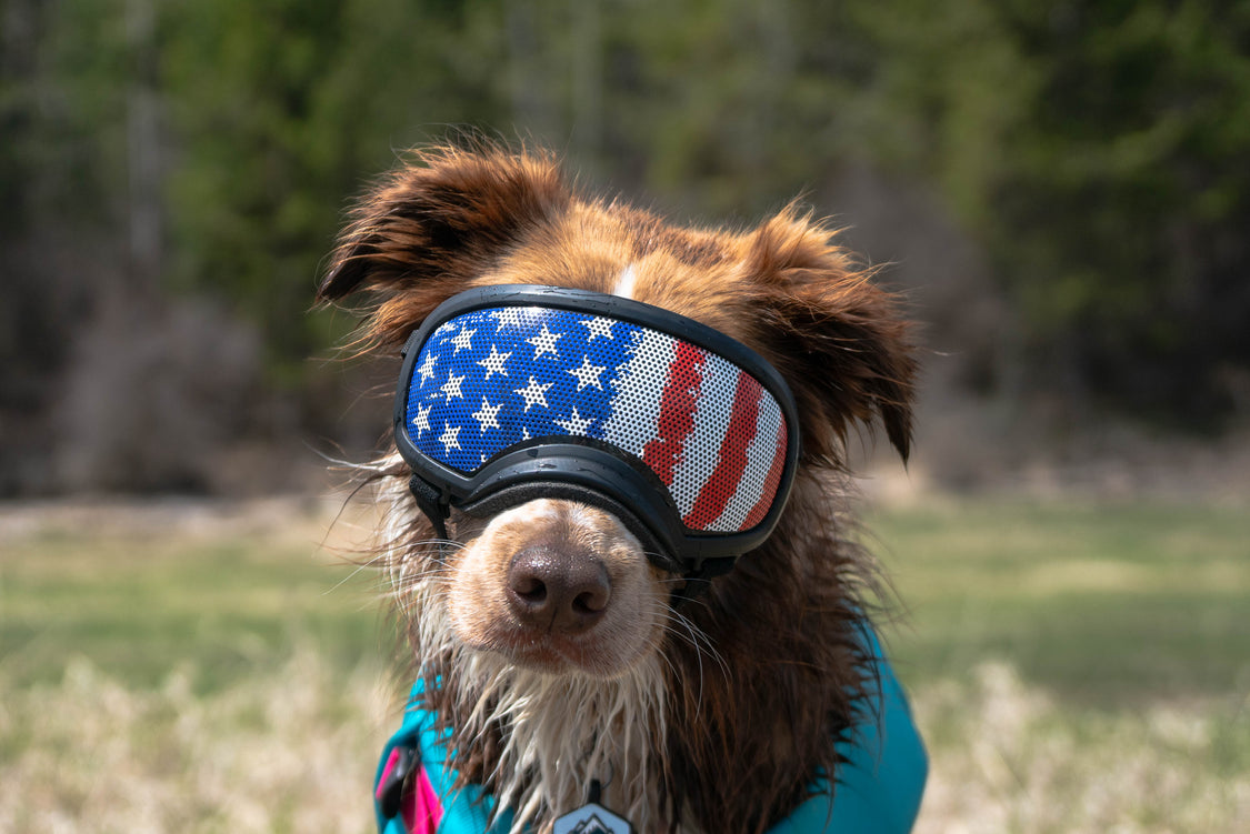 Lens Wraps Keep Your Dog's Rex Specs Lenses Clean & Scratch-Free