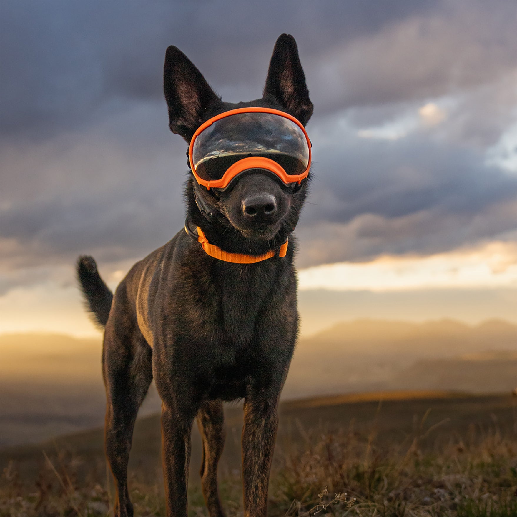 Dog Eyewear | Dog Goggles Eye Protection | Rex Specs