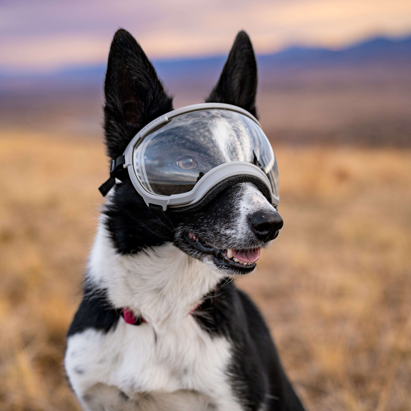 Dog Eyewear | Dog Goggles Eye Protection | Rex Specs