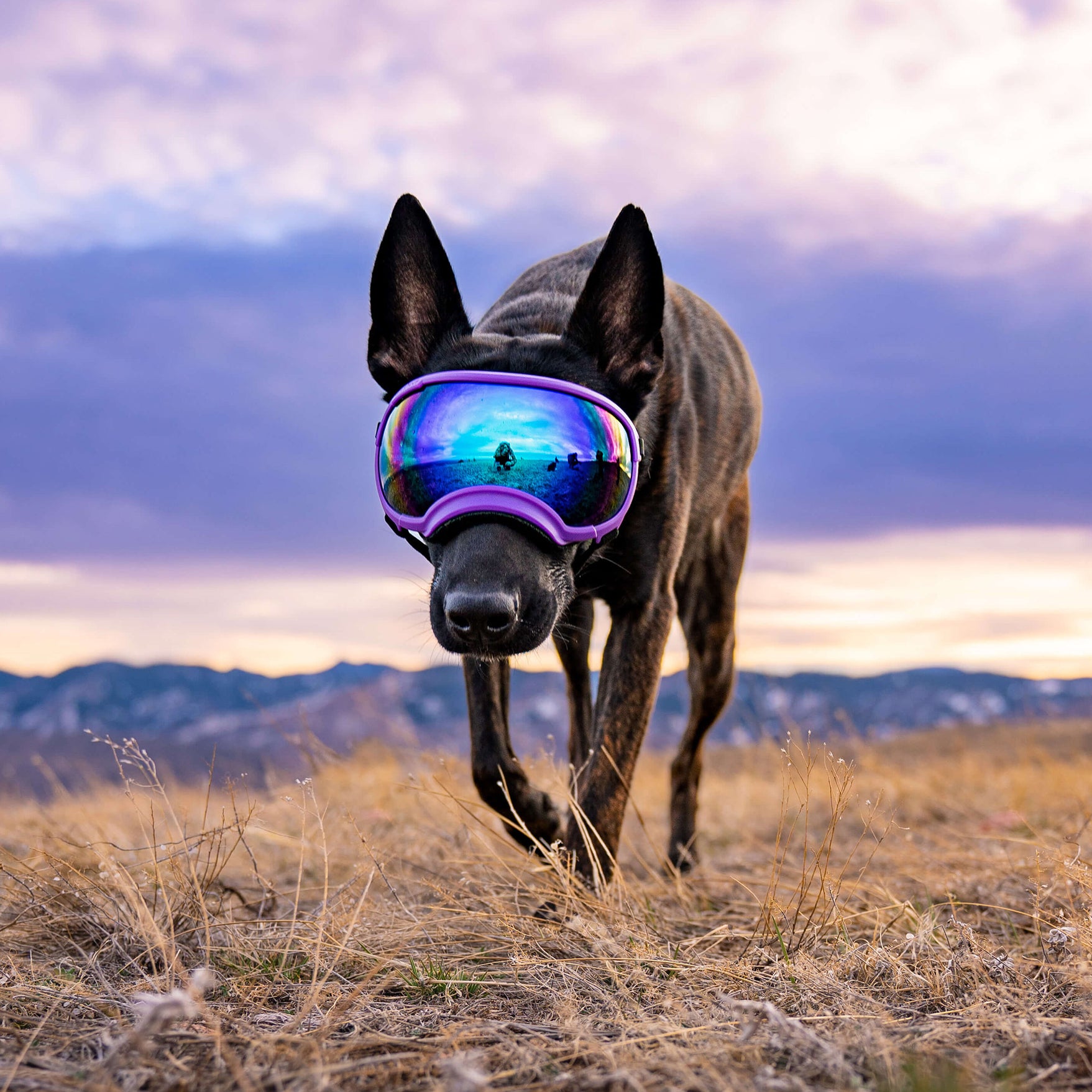 Dog Eyewear | Dog Goggles Eye Protection | Rex Specs
