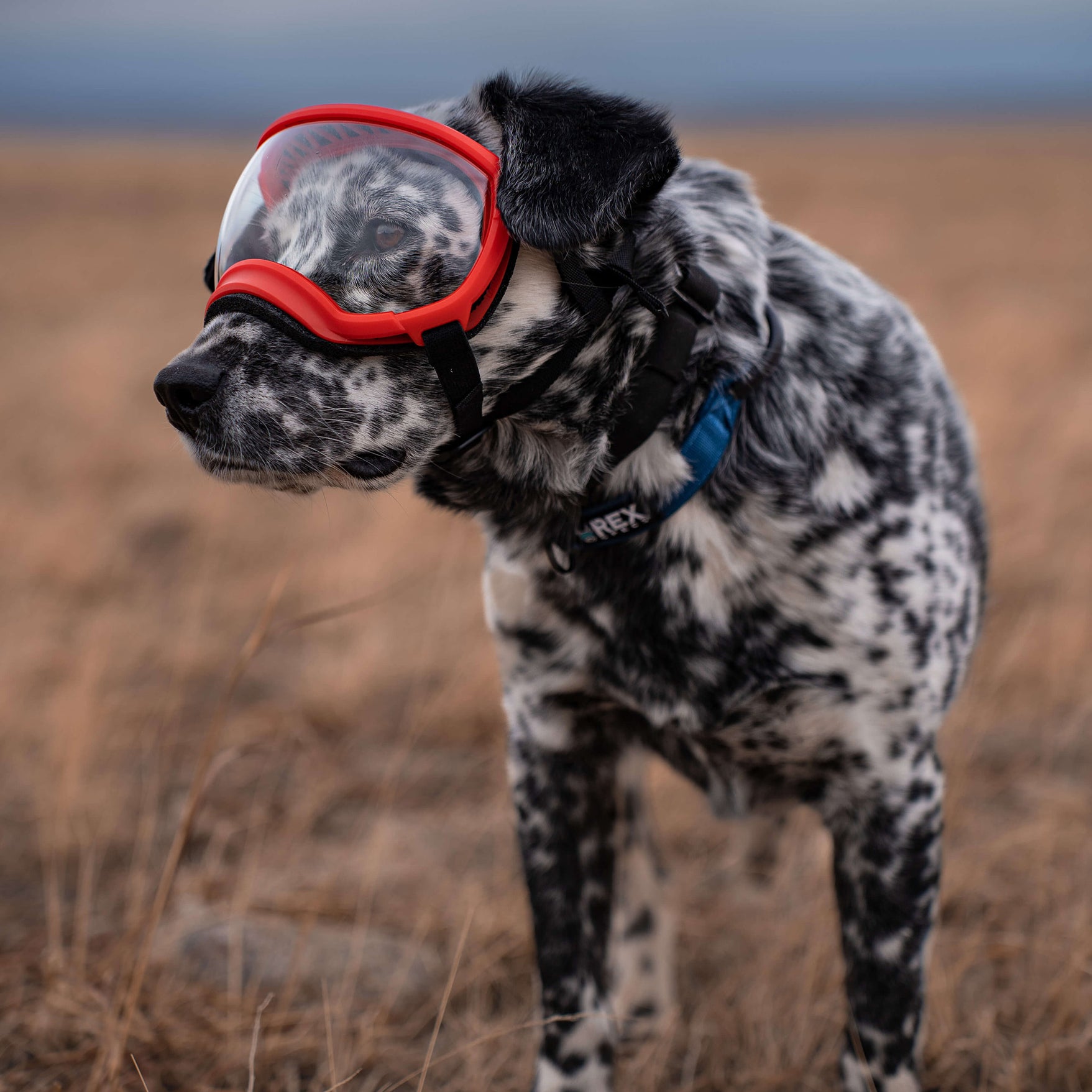 Dog Eyewear | Dog Goggles Eye Protection | Rex Specs