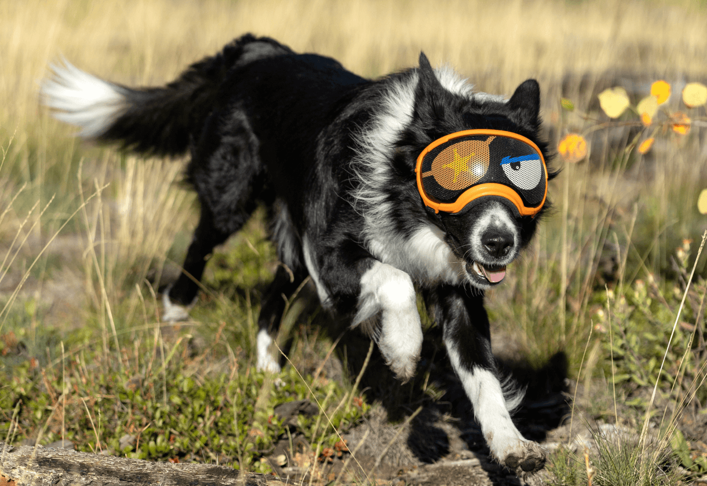 Lens Wraps Keep Your Dog's Rex Specs Lenses Clean & Scratch-Free