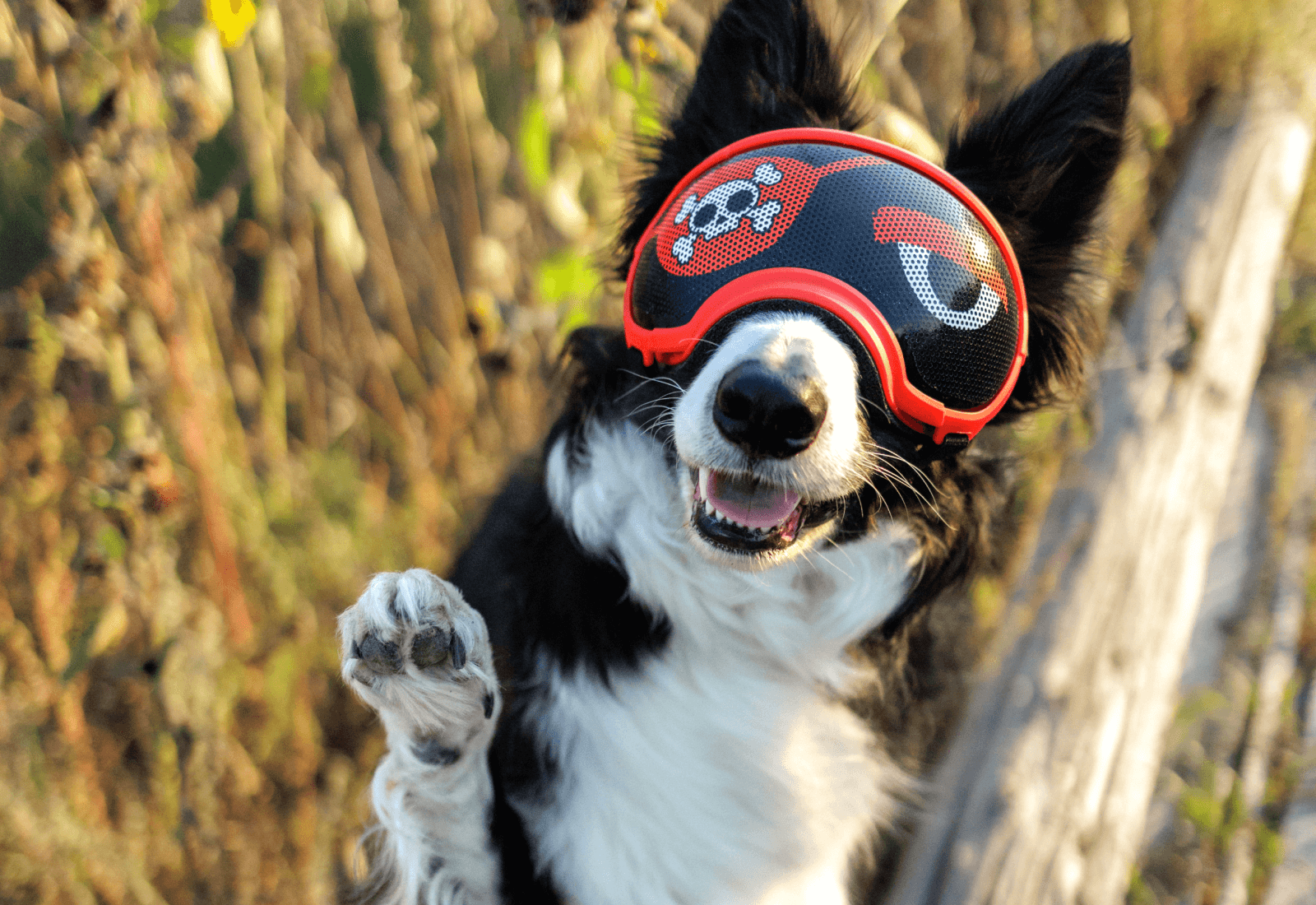 Lens Wraps Keep Your Dog's Rex Specs Lenses Clean & Scratch-Free
