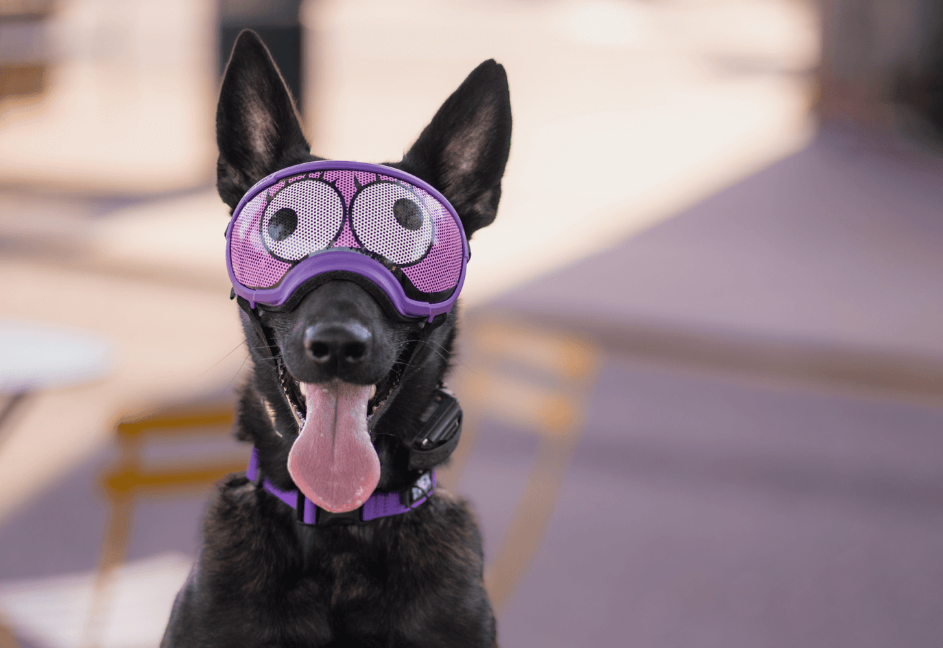 Lens Wraps Keep Your Dog's Rex Specs Lenses Clean & Scratch-Free