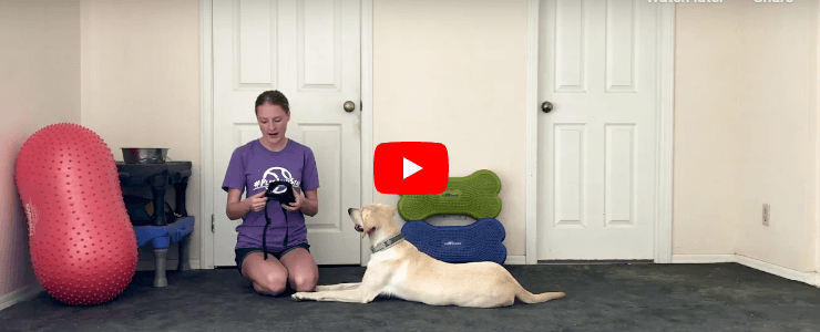 Training Tips - Helping Your Dog to Love Rex Specs
