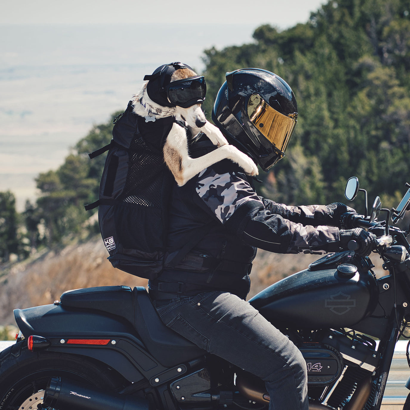 Buy Ear Pro for Dogs | Rex Specs